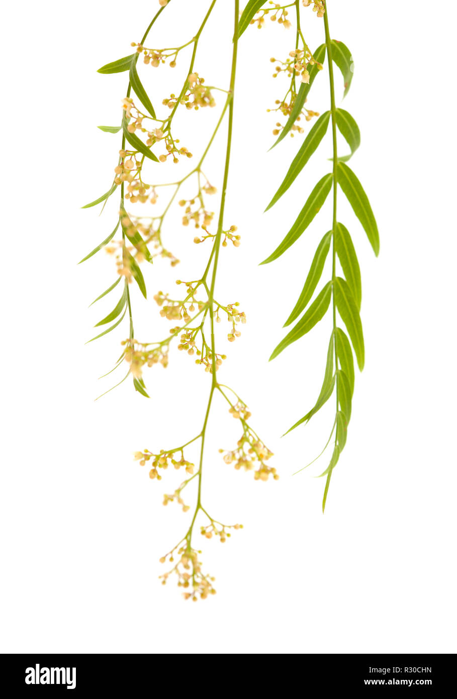cluster of tiny white flowers of Peruvian pepper tree Schinus molle ...
