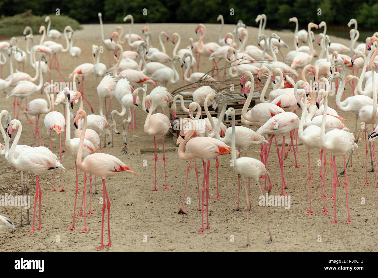 Flamingoes in Ras Al Khor Wildlife Sanctuary, Ramsar Site, Flamingo ...