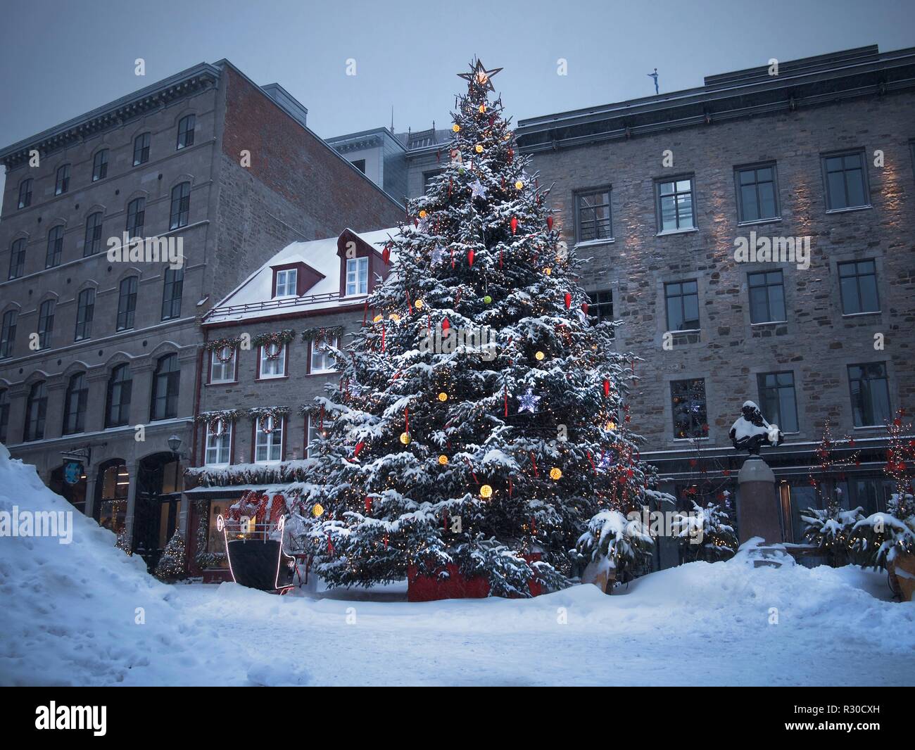 Place Royale Christmas Tree at Night After a Snowstorm Stock Photo - Alamy