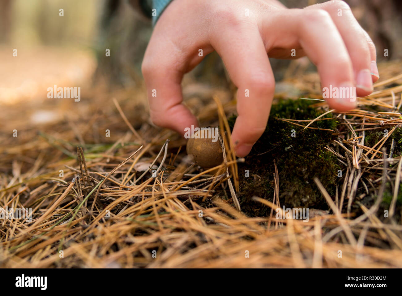 Detail of hand picking up a xerocomus mushroom growing in the ground ...
