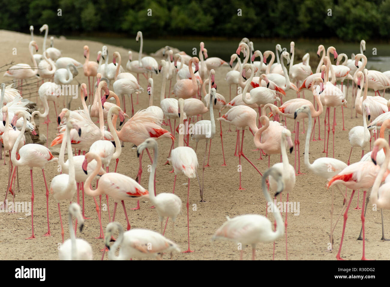 Flamingoes in Ras Al Khor Wildlife Sanctuary, Ramsar Site, Flamingo ...
