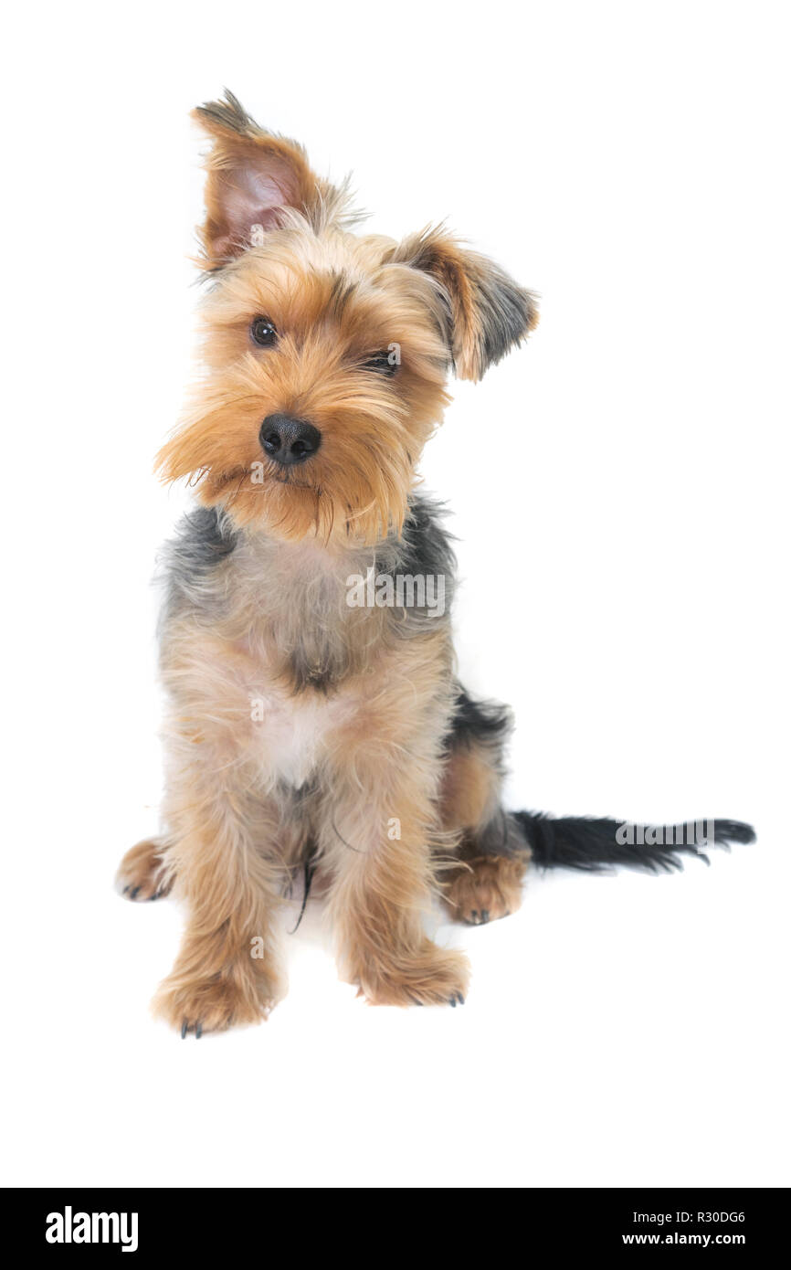 Small scruffy white dog on hi-res stock photography and images - Alamy