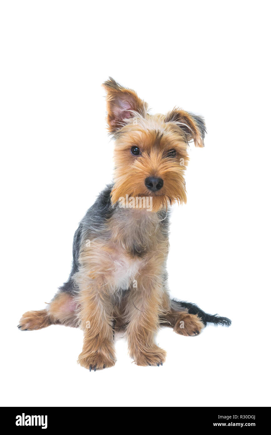 Yorkshire terrier Puppy on a white background looking at the camera ...