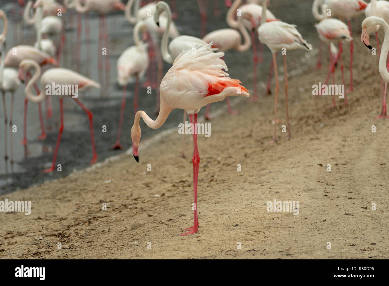 Flamingoes in Ras Al Khor Wildlife Sanctuary, Ramsar Site, Flamingo ...