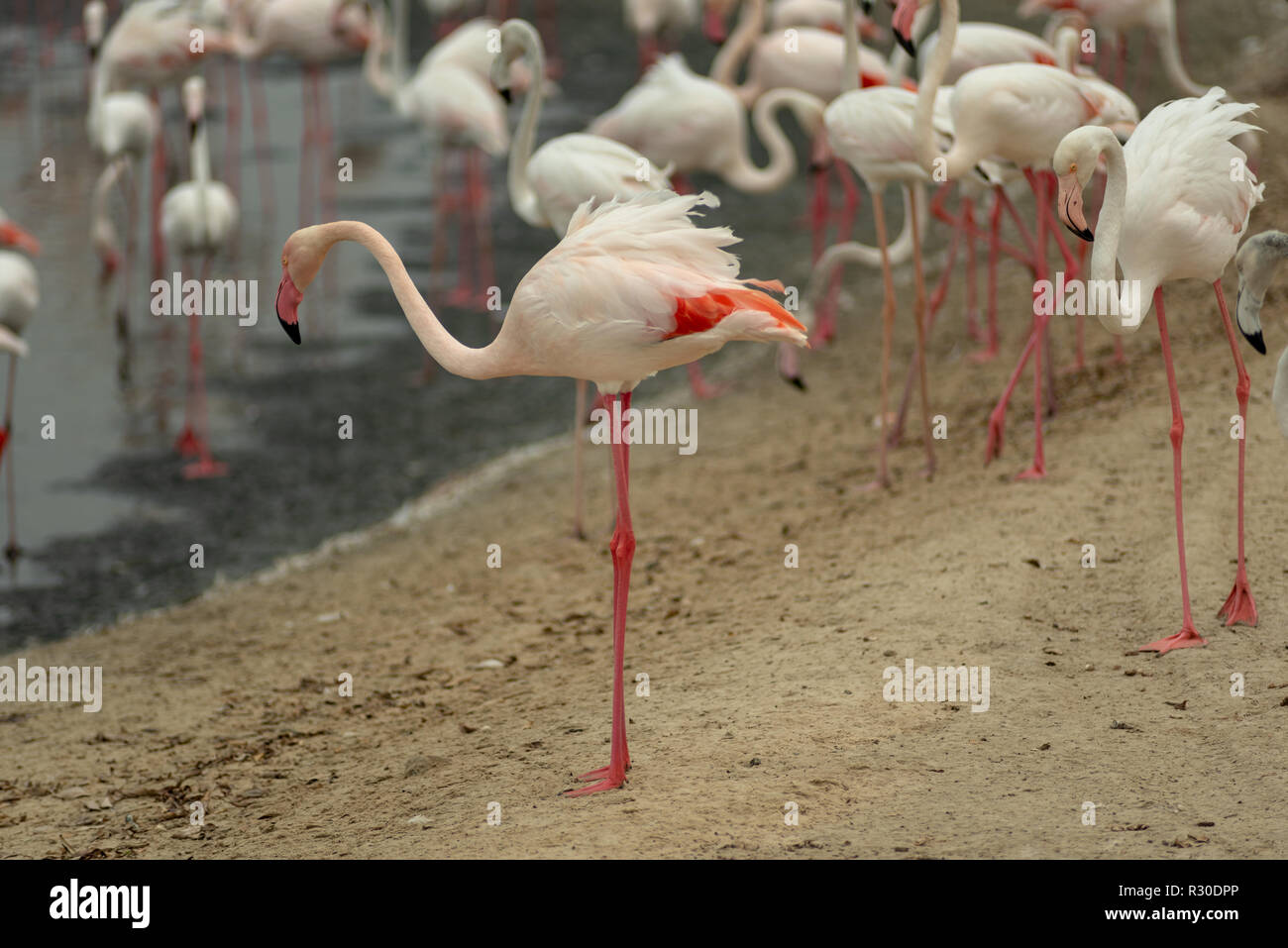 Flamingoes in Ras Al Khor Wildlife Sanctuary, Ramsar Site, Flamingo ...