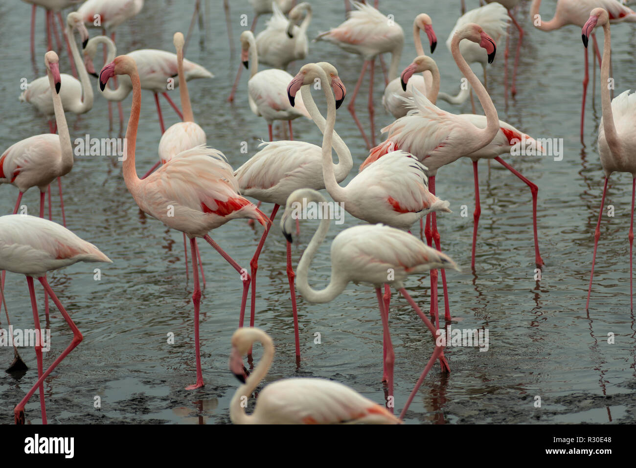 Flamingoes in Ras Al Khor Wildlife Sanctuary, Ramsar Site, Flamingo ...