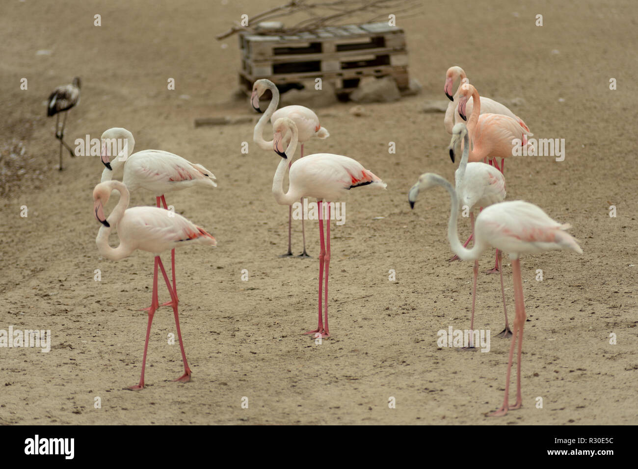 Flamingoes in Ras Al Khor Wildlife Sanctuary, Ramsar Site, Flamingo ...