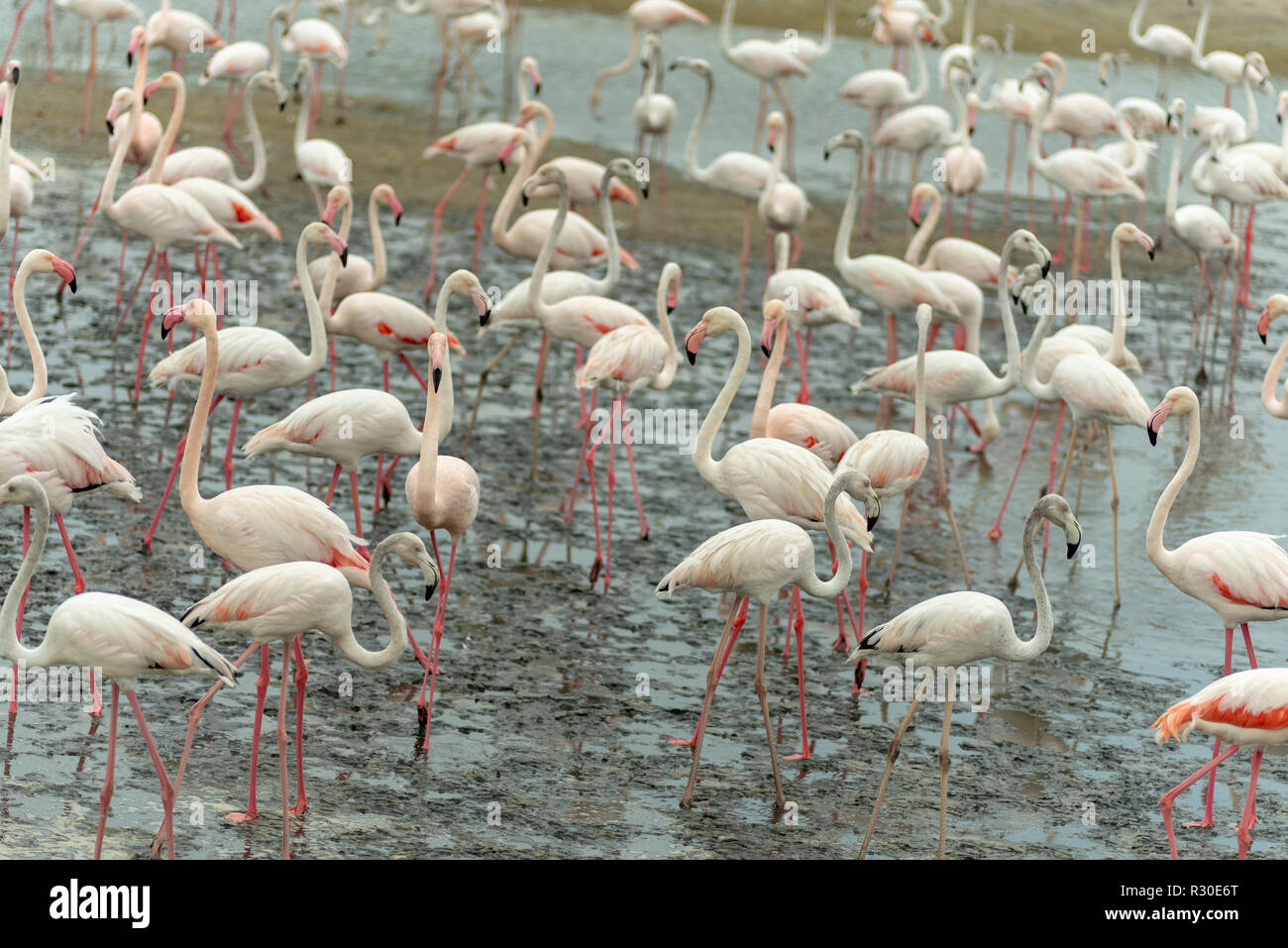 Flamingoes in Ras Al Khor Wildlife Sanctuary, Ramsar Site, Flamingo ...