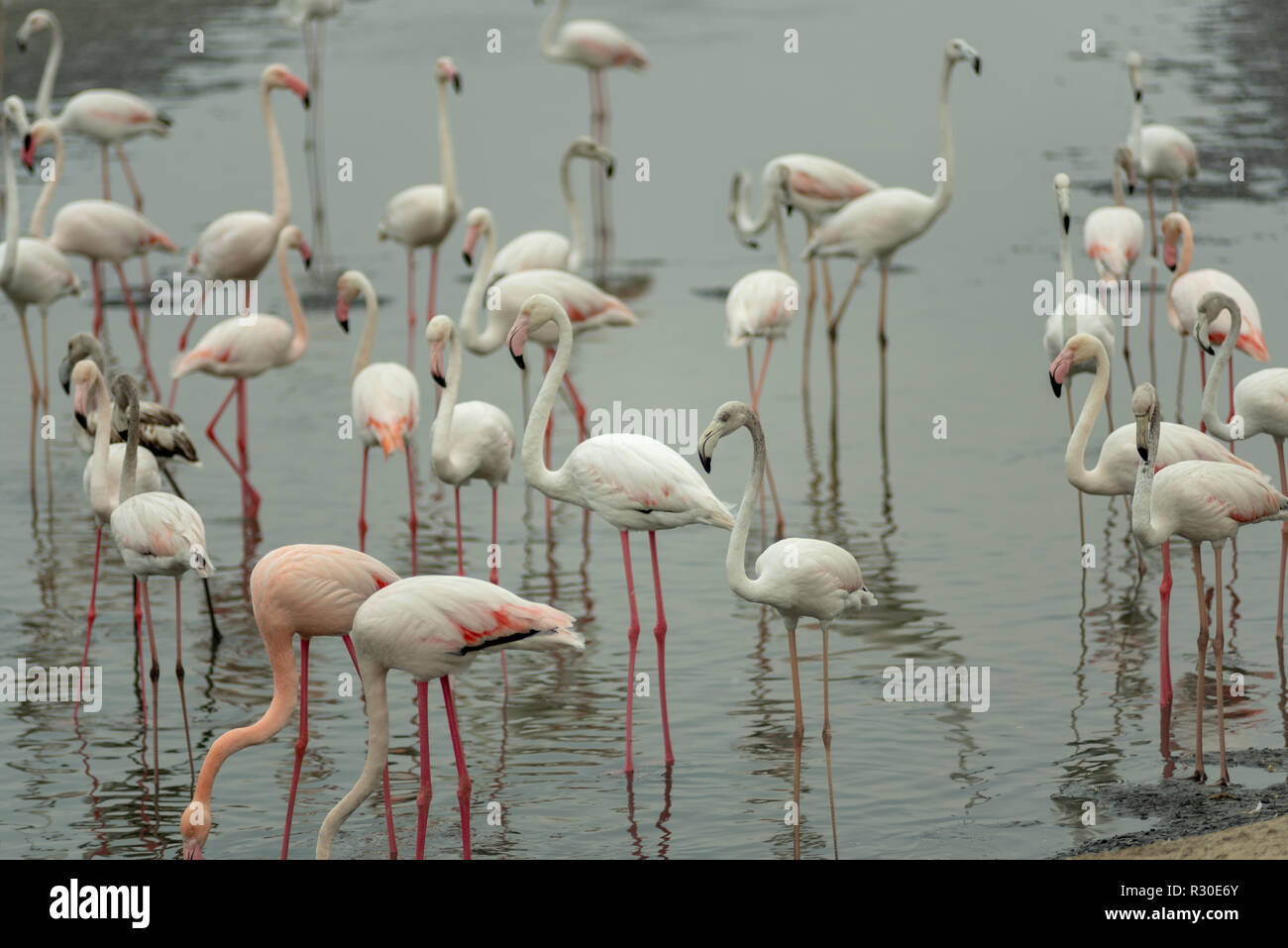 Flamingoes in Ras Al Khor Wildlife Sanctuary, Ramsar Site, Flamingo ...