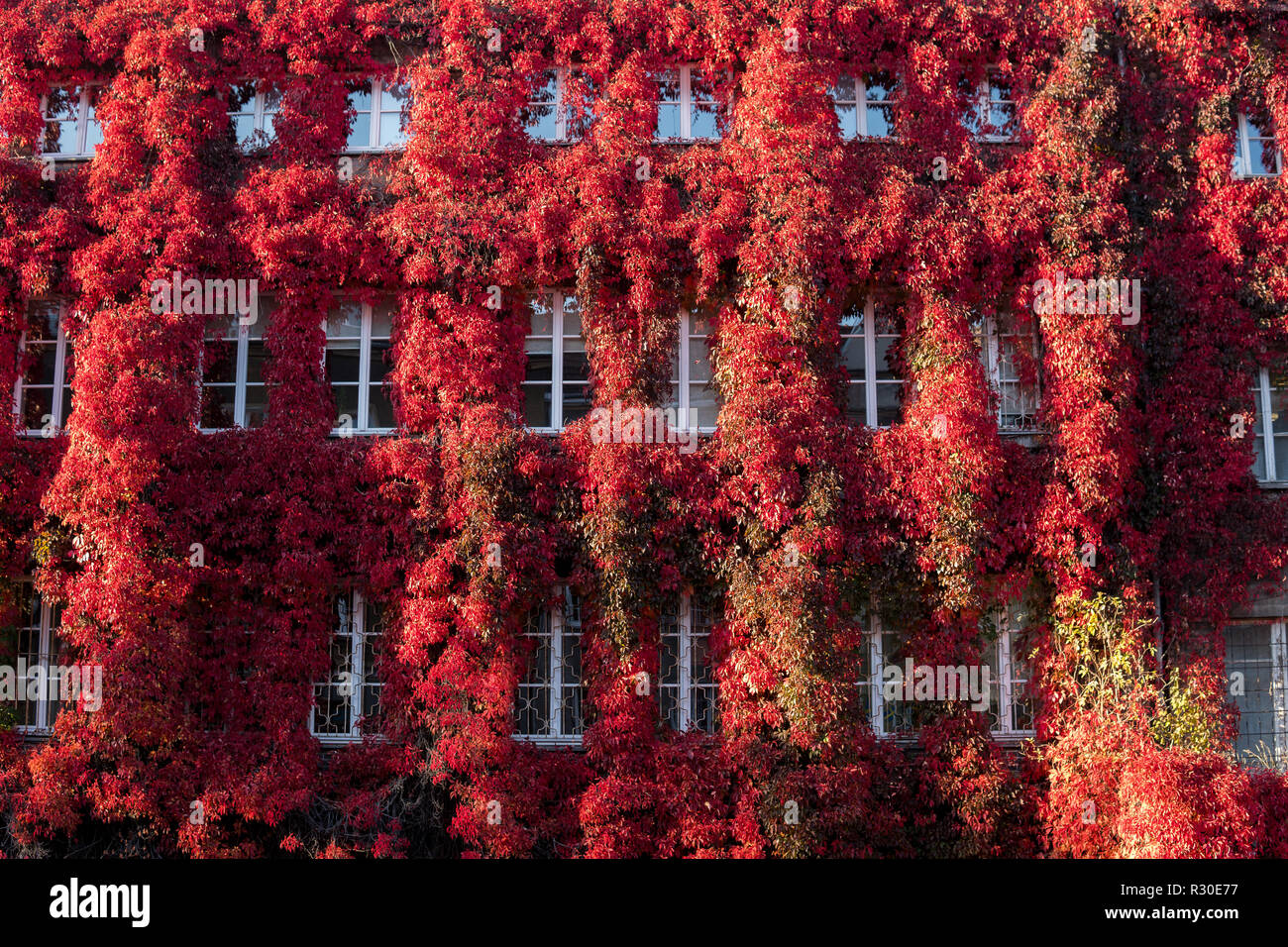 Virginia creeper autumn windows hi-res stock photography and images - Alamy