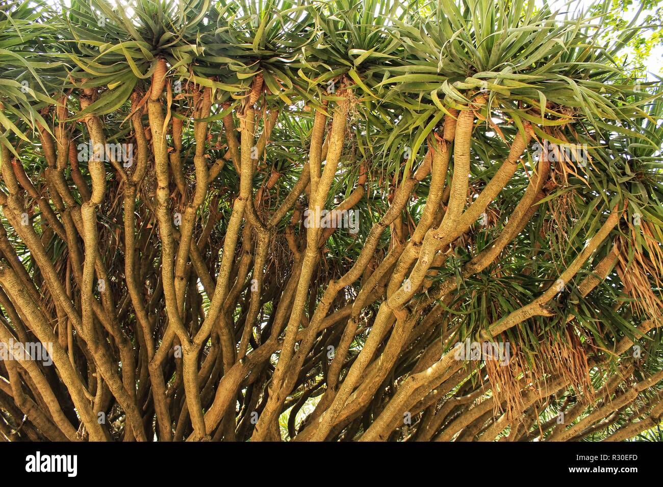 Dragon tree dracaena draco bark hi-res stock photography and images - Alamy