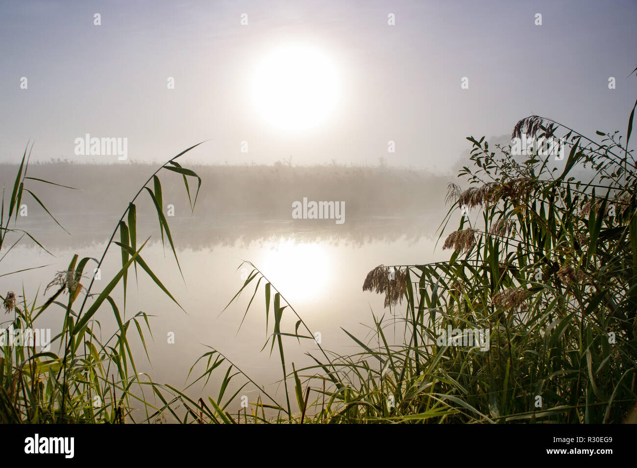 Dramatic mystical twilight landscape with rising sun, tree, reed and ...