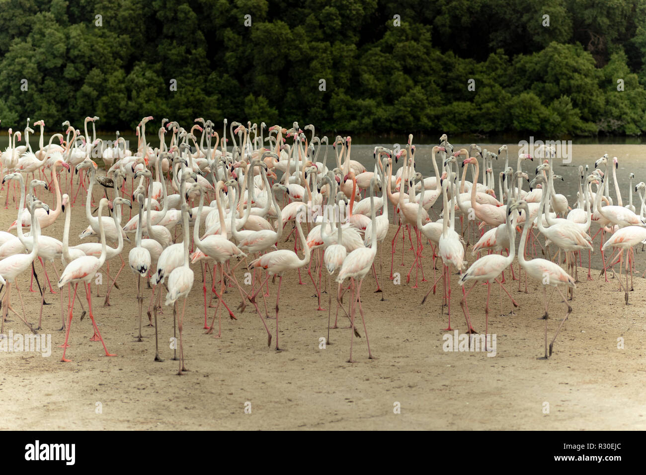 Flamingoes in Ras Al Khor Wildlife Sanctuary, Ramsar Site, Flamingo ...
