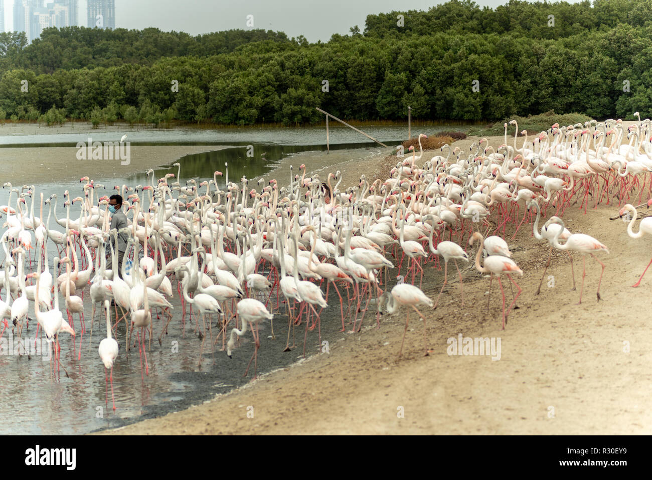 Flamingoes in Ras Al Khor Wildlife Sanctuary, Ramsar Site, Flamingo ...