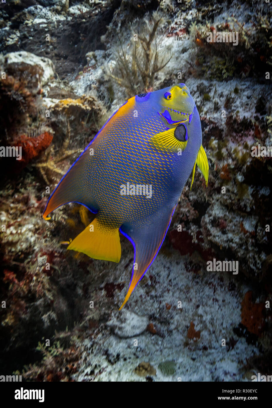 Emperor angel fish hi-res stock photography and images - Alamy