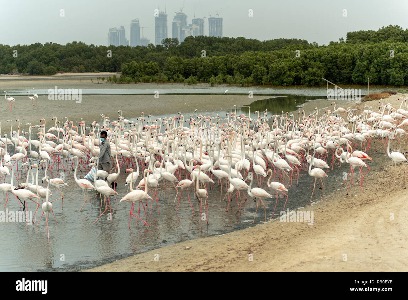 Flamingoes in Ras Al Khor Wildlife Sanctuary, Ramsar Site, Flamingo ...