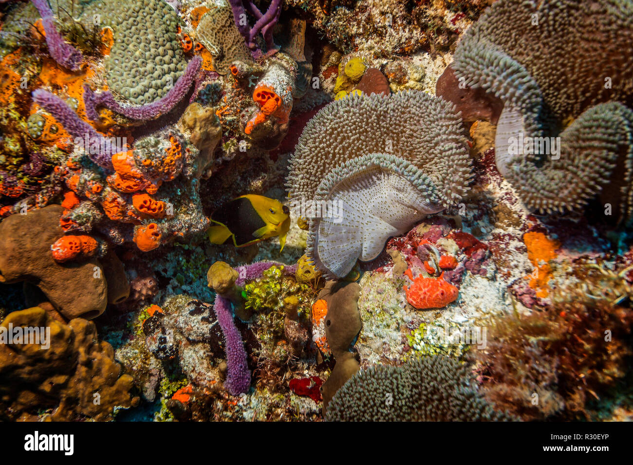 Maldives. The freakish coral reefs of the shelf amaze with their ...