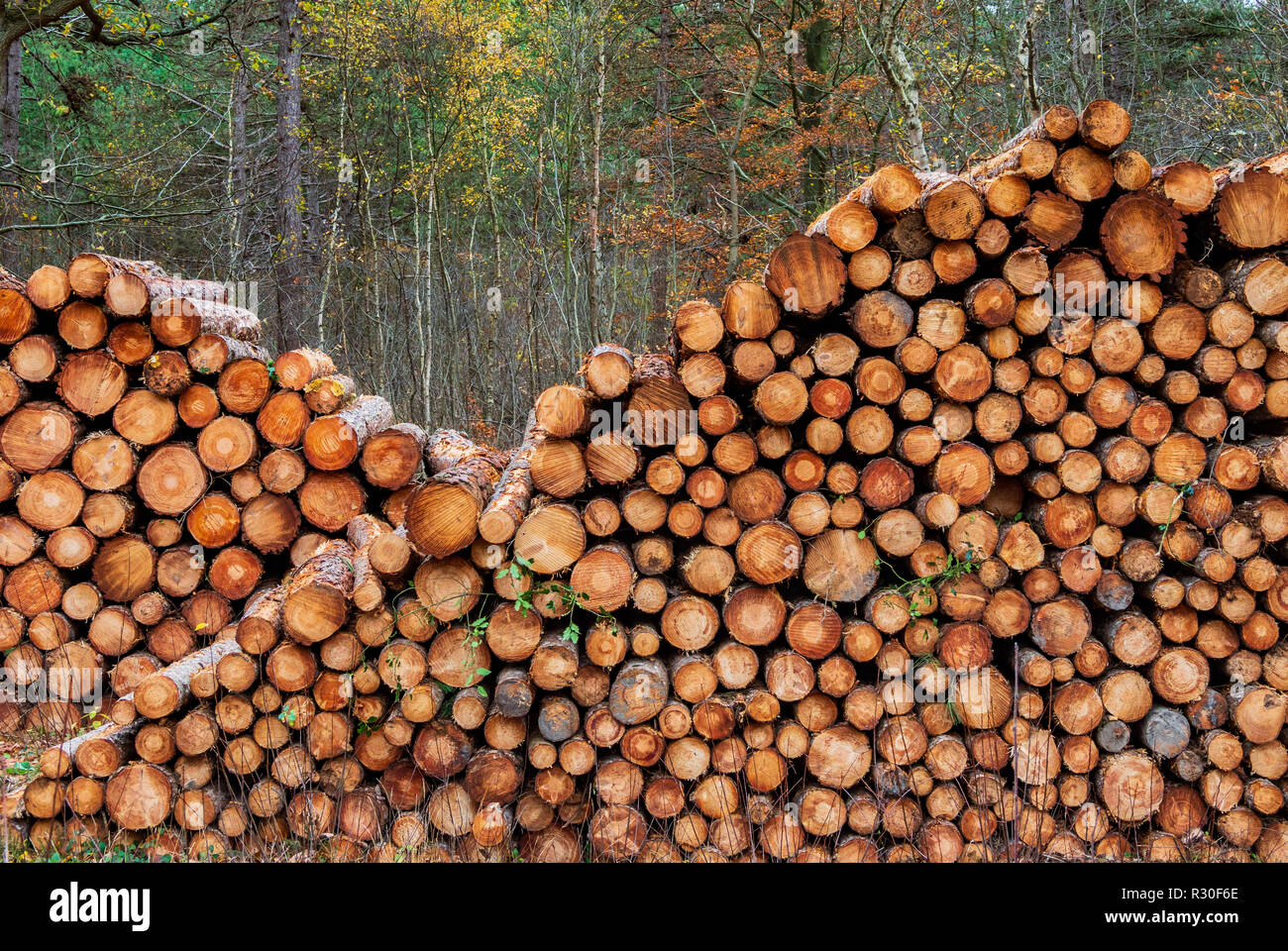 Pine tree logs in the forest prepared and awaiting transport Stock ...