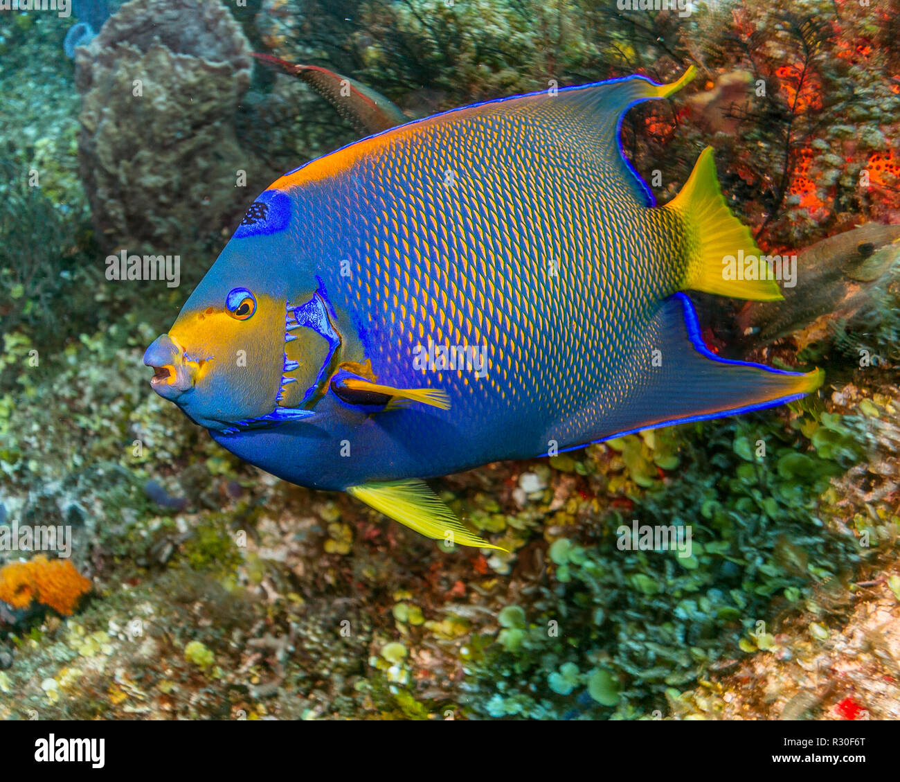 Emperor angel fish hi-res stock photography and images - Alamy