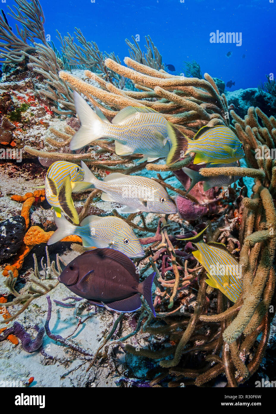 Maldives. The freakish coral reefs of the shelf amaze with their ...