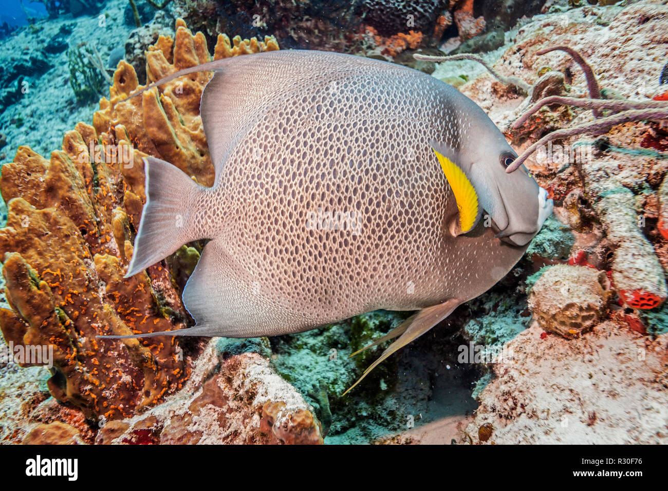 Maldives. Fish Gray Angelfish on the background of coral reefs Stock ...