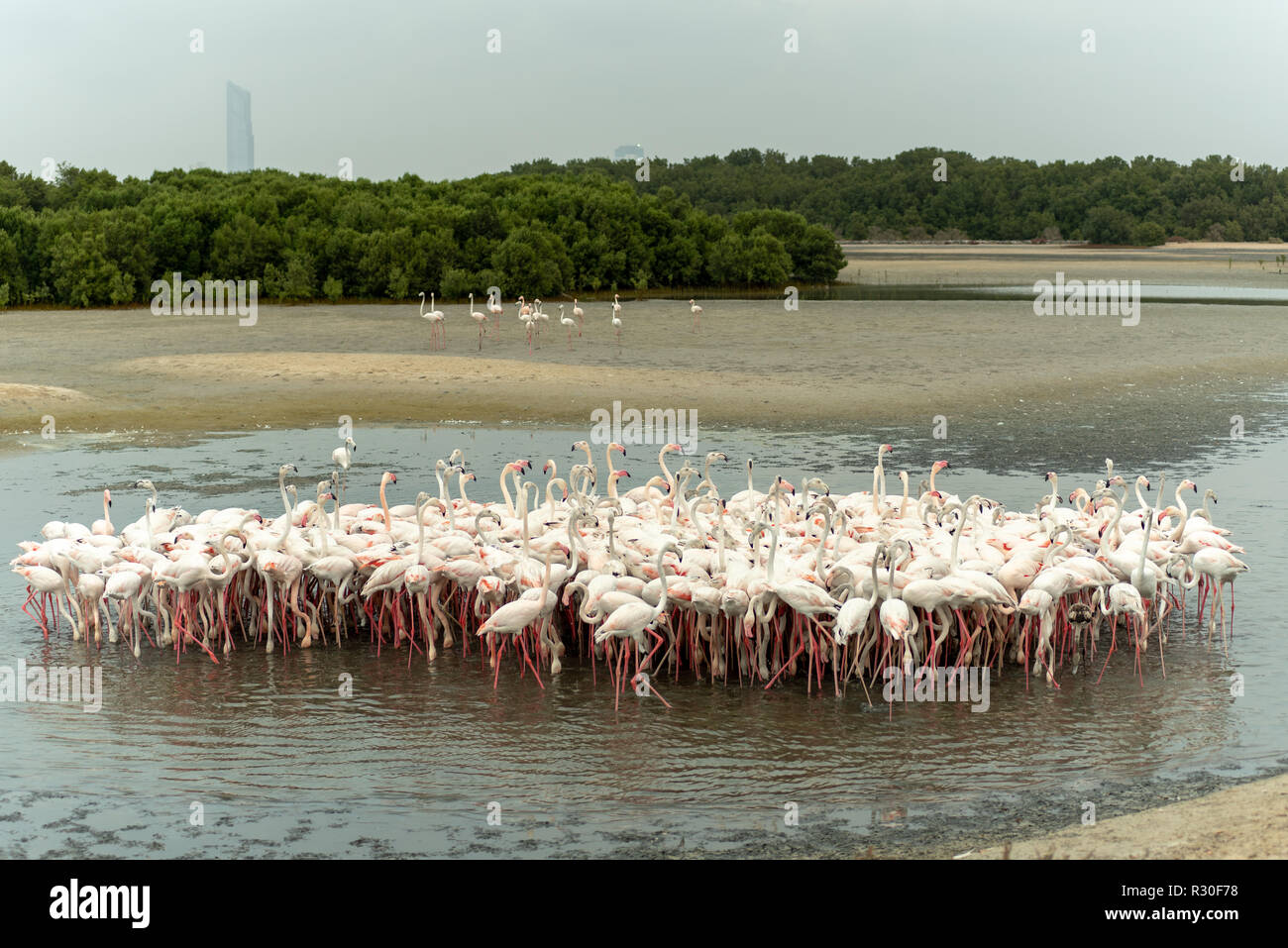 Flamingoes in Ras Al Khor Wildlife Sanctuary, Ramsar Site, Flamingo ...
