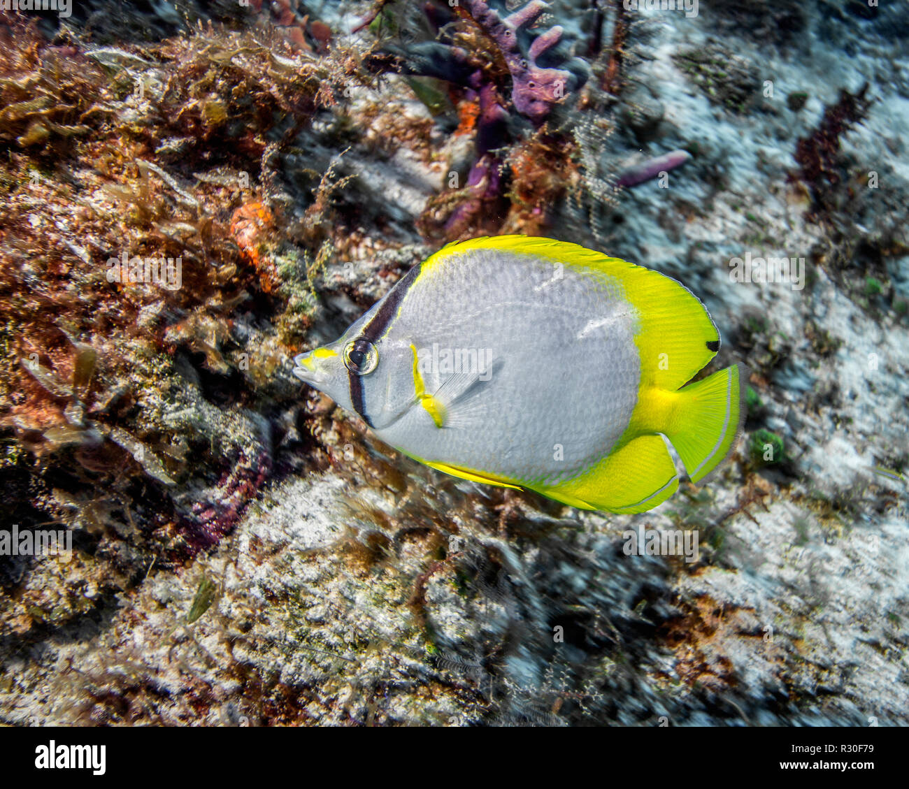 Maldives. (Chaetodon ocellatus) Spotfin butterflyfish against a coral ...