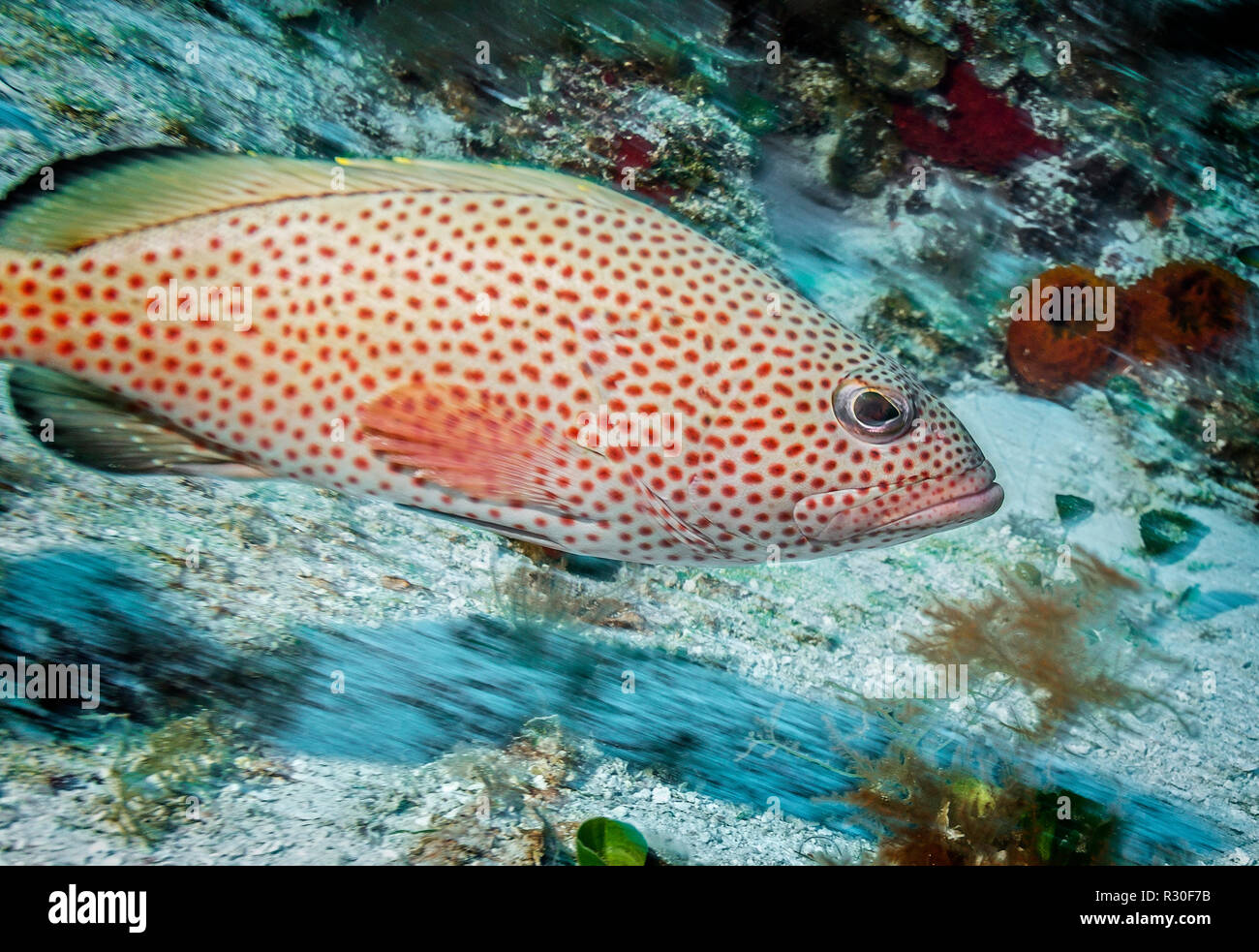 Maldives. Handsome red hind grouper among the corals of the shelf Stock ...