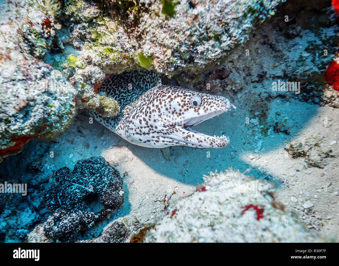 Leopard Moray Eels High Resolution Stock Photography and Images - Alamy