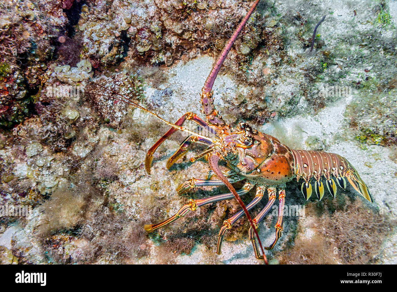 Coral Reef Lobster