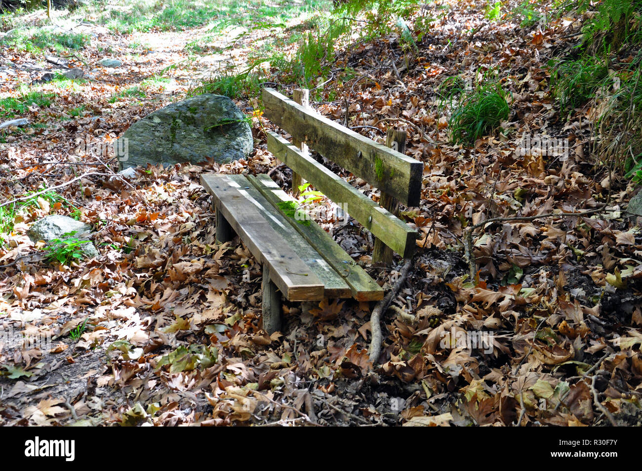 Around autumn maple tree hi-res stock photography and images - Alamy