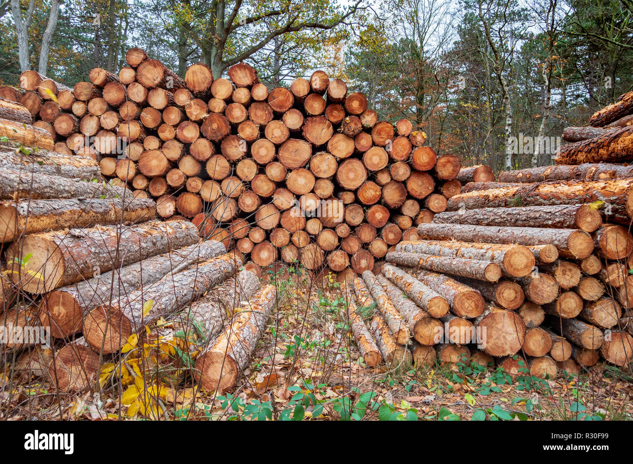 Pine tree logs in the forest prepared and awaiting transport Stock ...