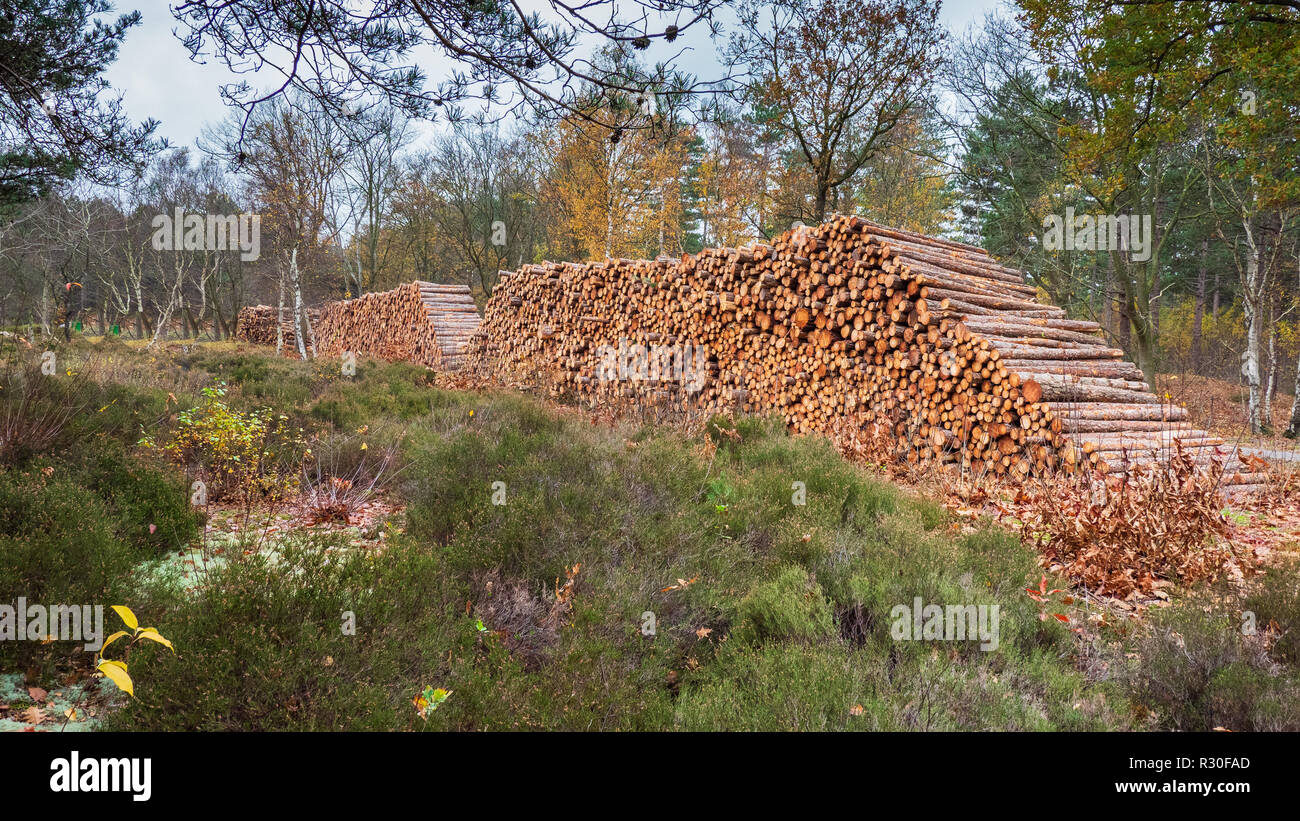 Pine tree logs in the forest prepared and awaiting transport Stock ...