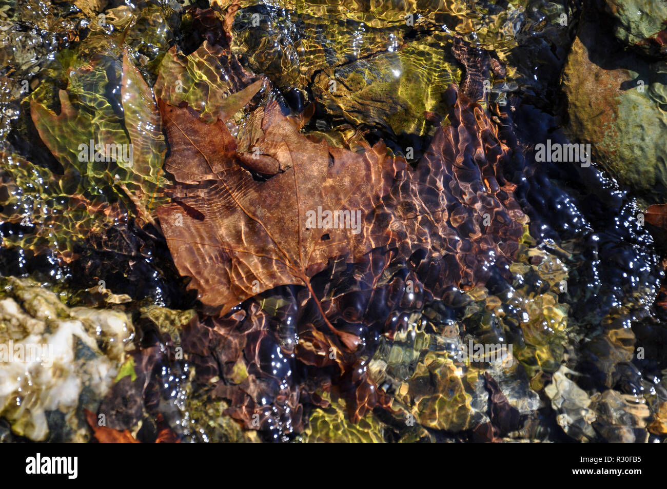 Beautiful autumn colors leaves water hi-res stock photography and ...