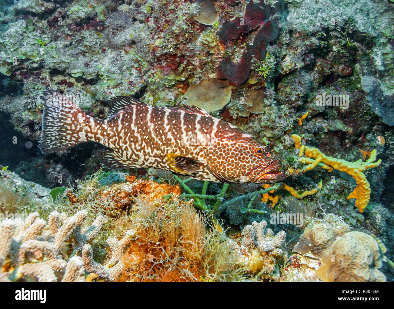 Maldives. Tiger grouper among corals of the coastal shelf Stock Photo ...