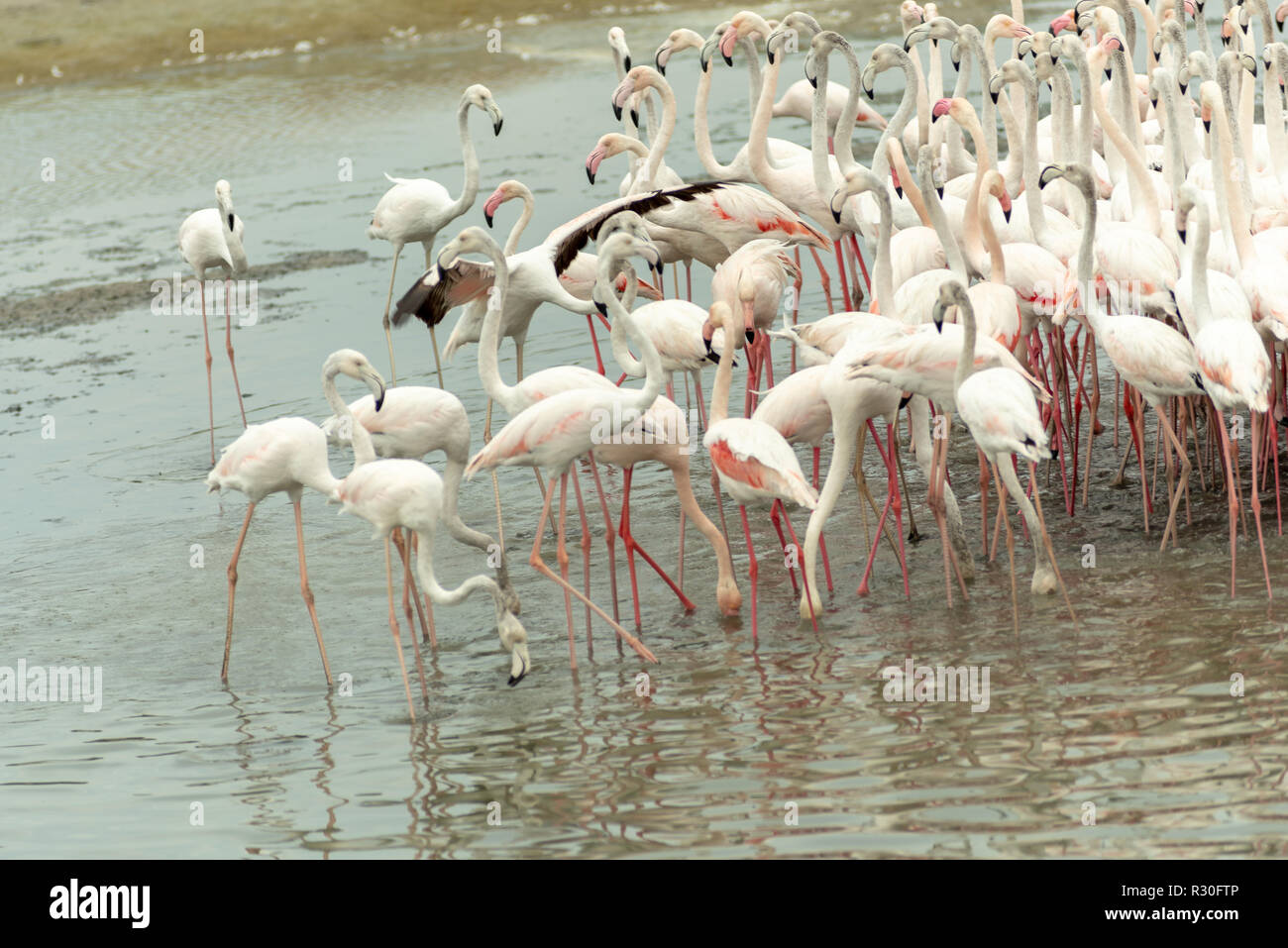 Flamingoes in Ras Al Khor Wildlife Sanctuary, Ramsar Site, Flamingo ...