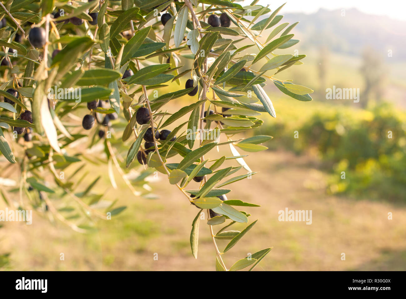 Trees with olives, green leaves and sunlight. Agriculture Italy Stock ...