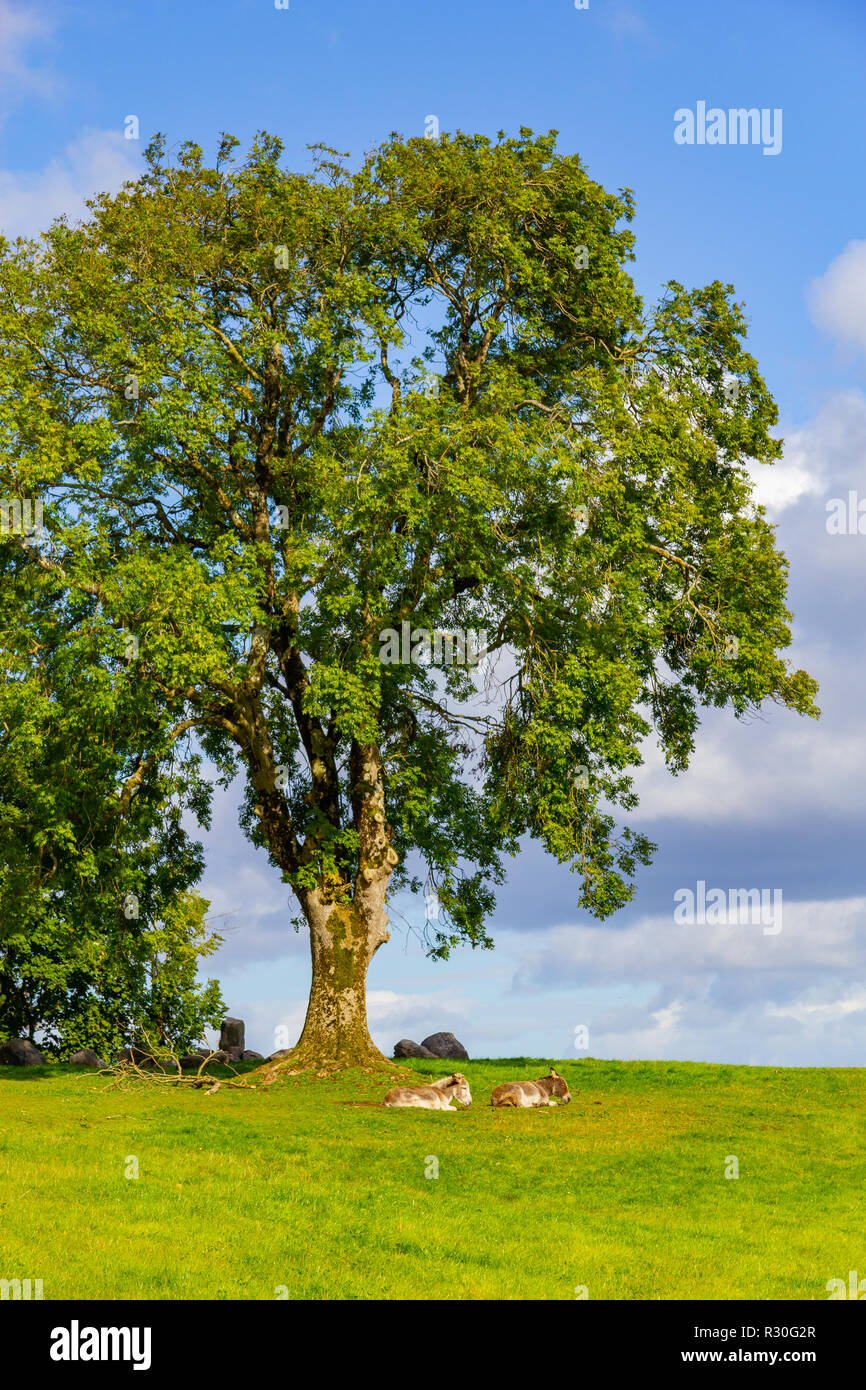 Two donkeys resting below a tree in Kinvarra, Ireland Stock Photo - Alamy