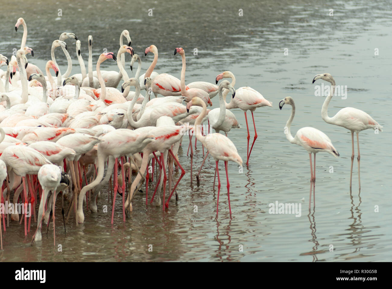 Flamingoes in Ras Al Khor Wildlife Sanctuary, Ramsar Site, Flamingo ...