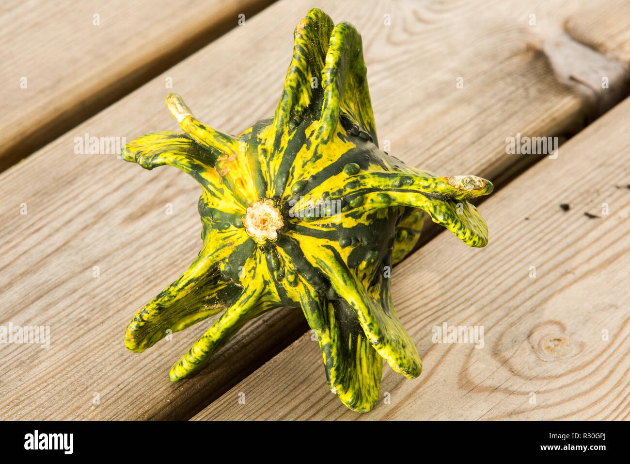 A bizarre shaped gourd Stock Photo - Alamy