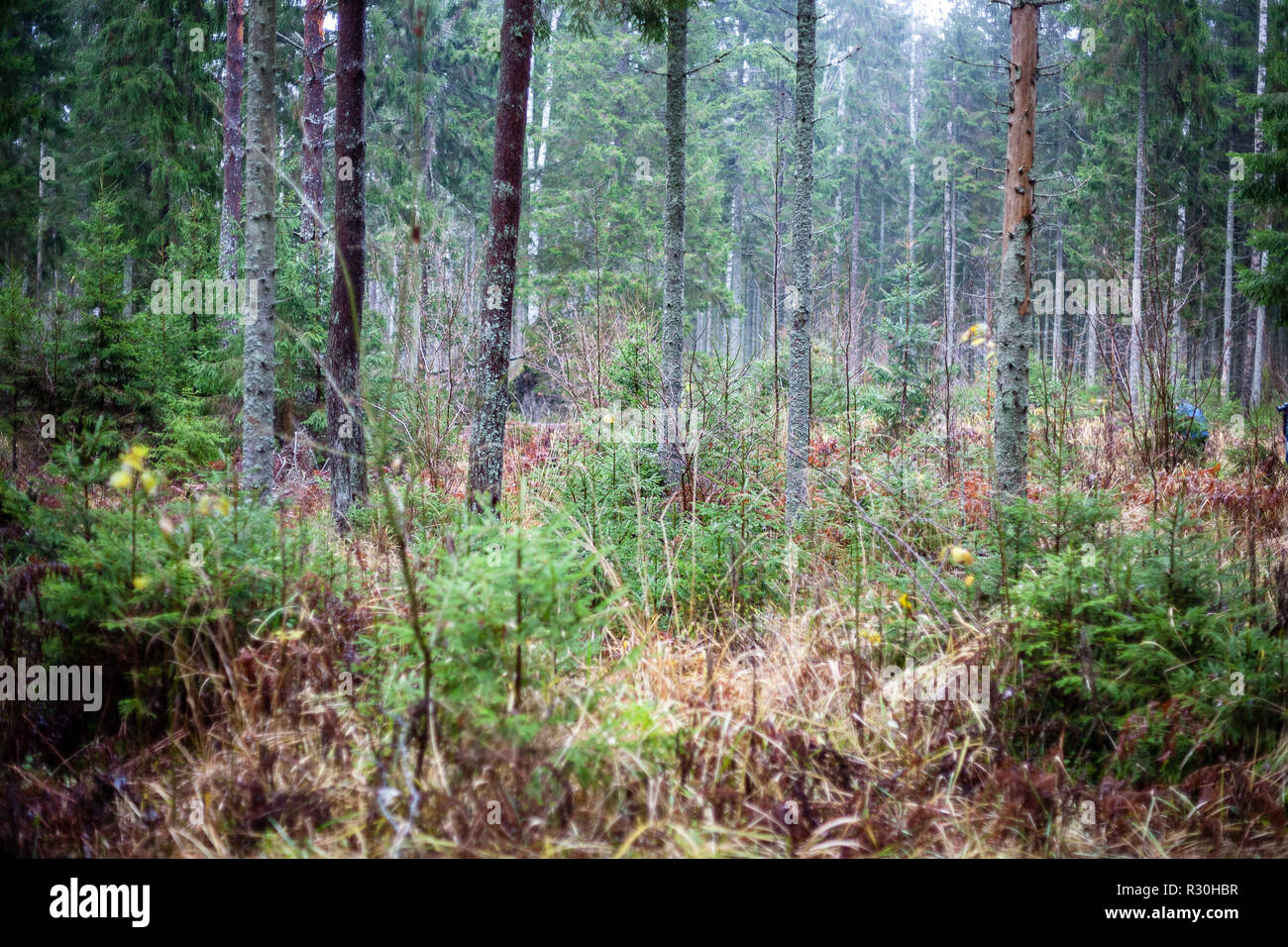 autumn forest after the rain with wet foliage and shallow depth of ...