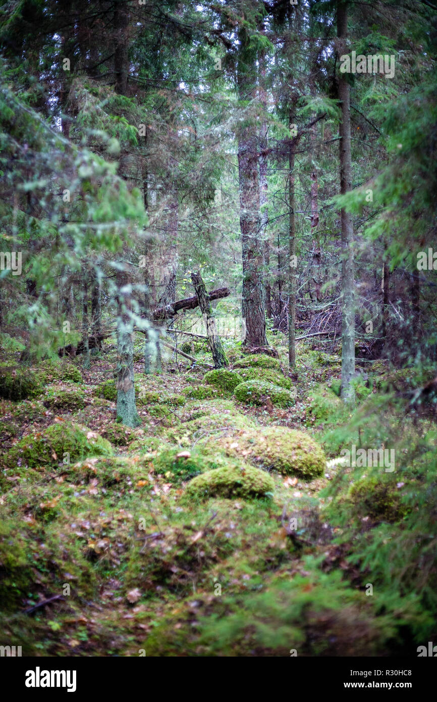 autumn forest after the rain with wet foliage and shallow depth of ...