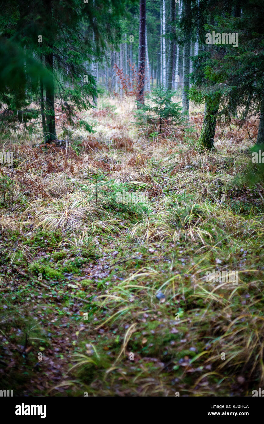 autumn forest after the rain with wet foliage and shallow depth of ...