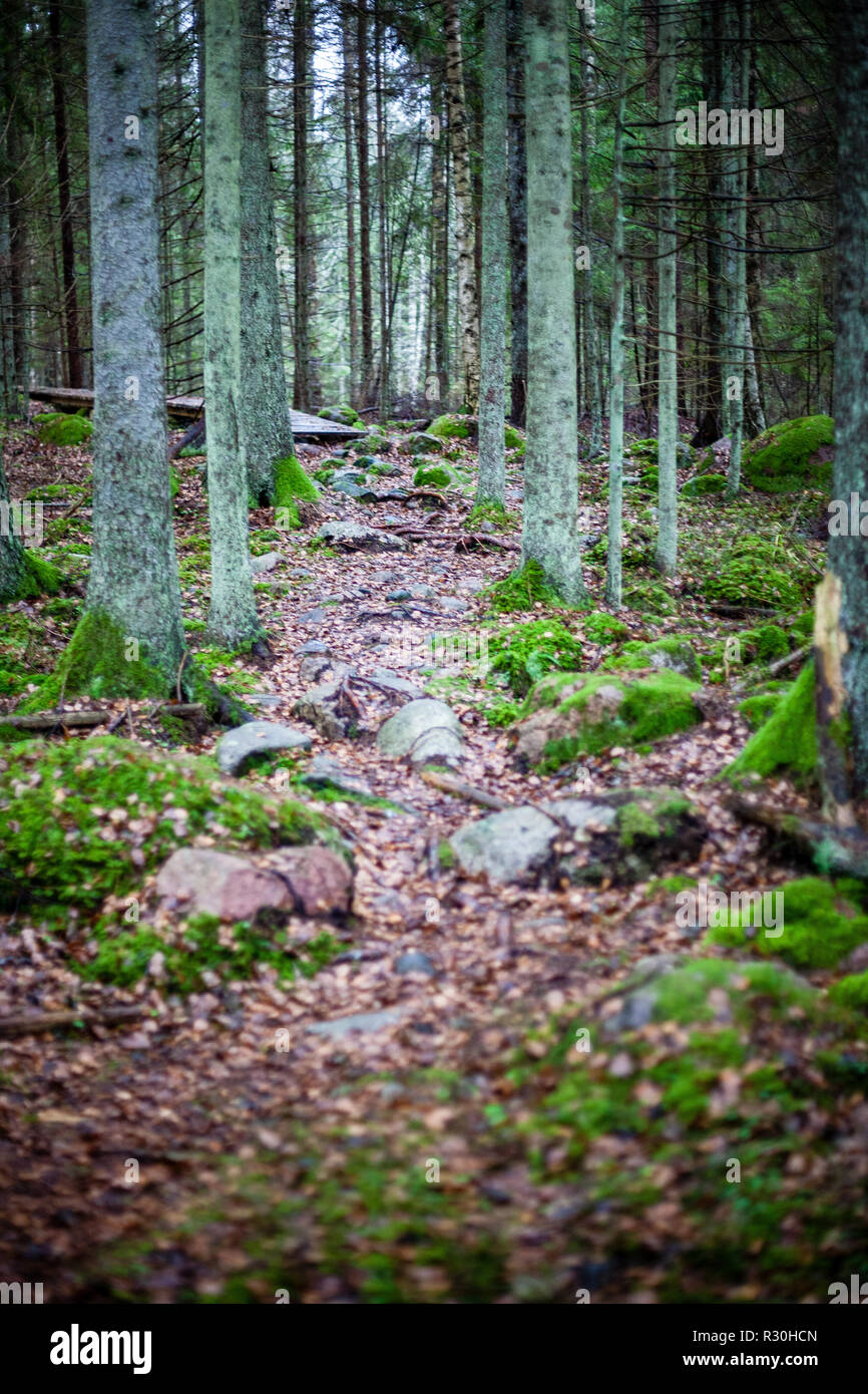 autumn forest after the rain with wet foliage and shallow depth of ...