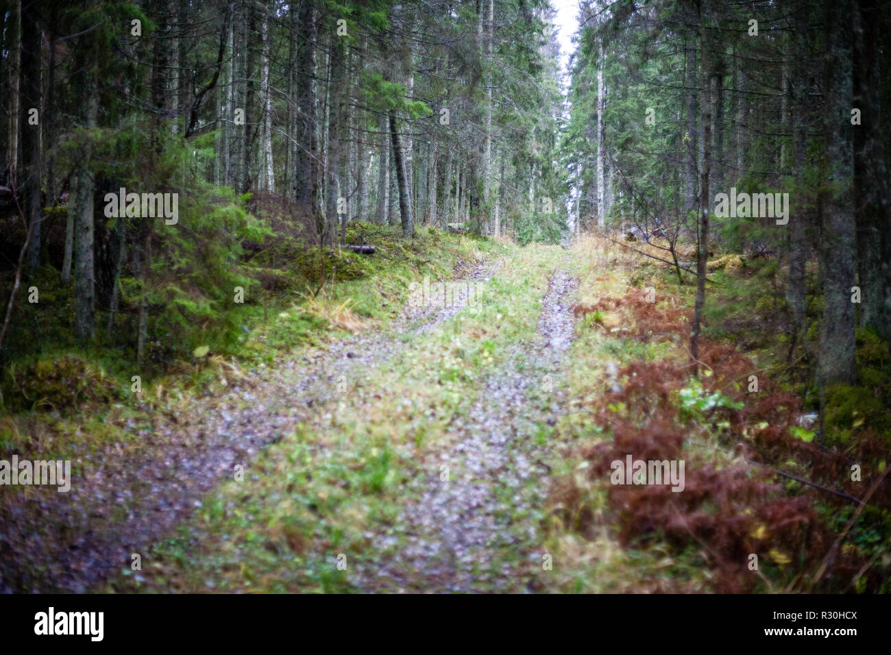 autumn forest after the rain with wet foliage and shallow depth of ...