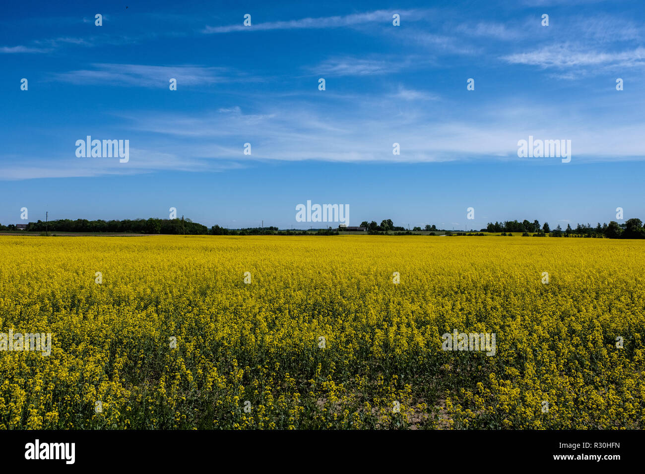 bright yellow fields of rapeseed in countryside farming land Stock ...