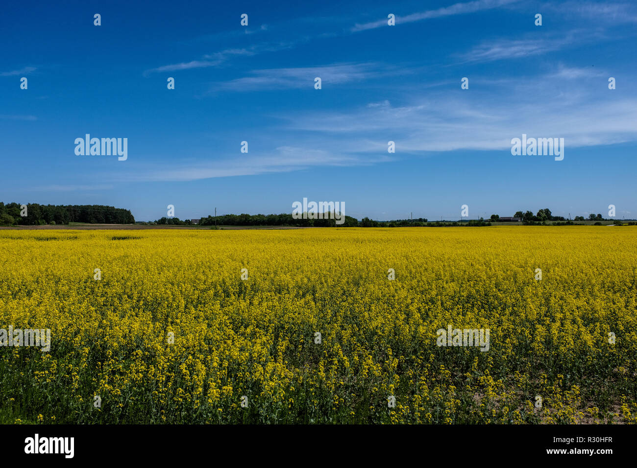 bright yellow fields of rapeseed in countryside farming land Stock ...