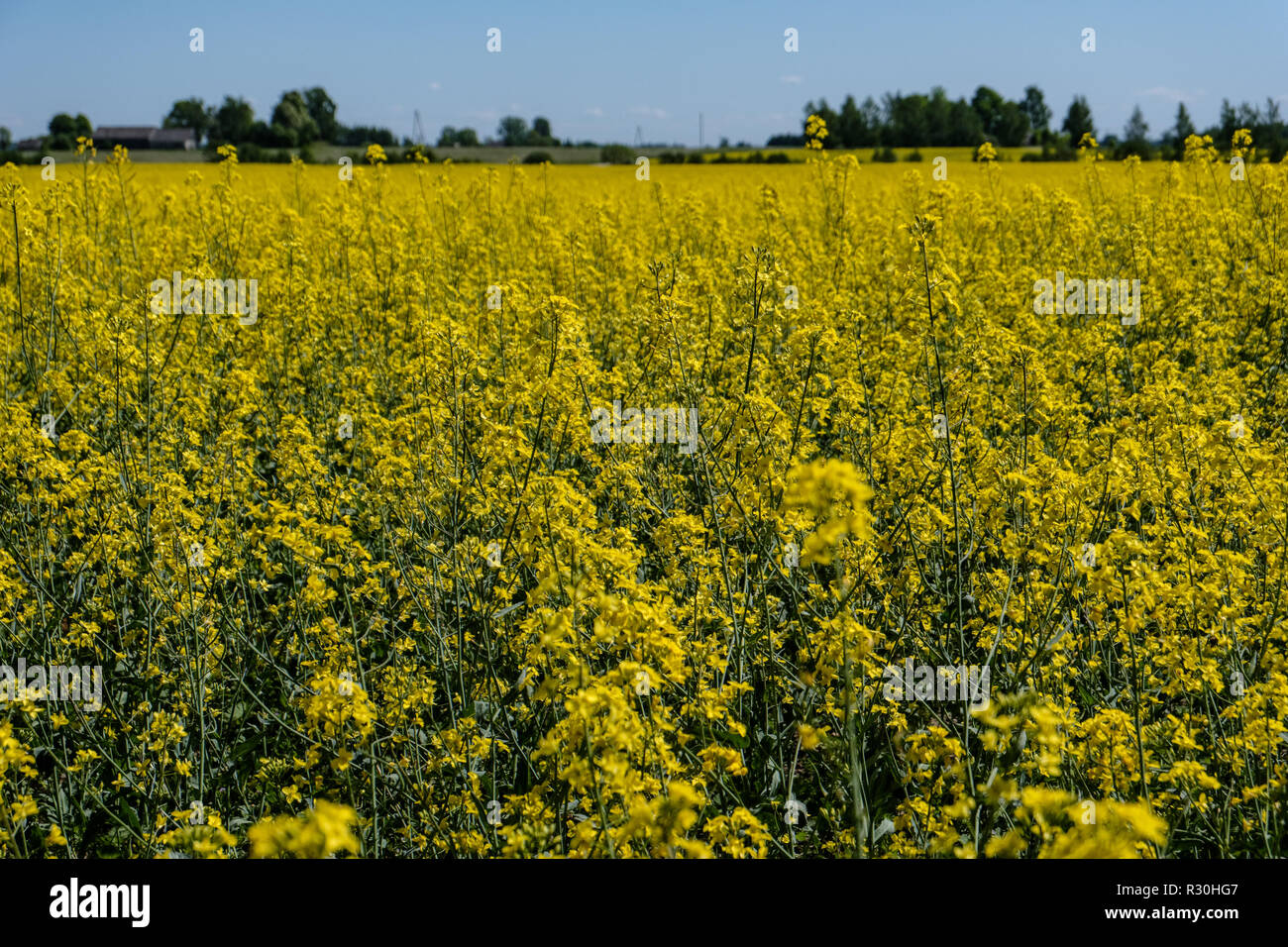 bright yellow fields of rapeseed in countryside farming land Stock ...