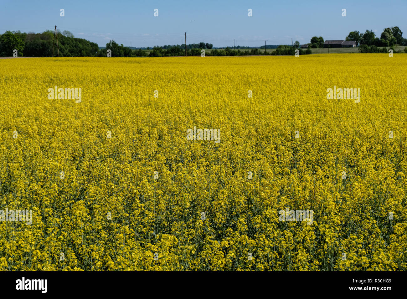 bright yellow fields of rapeseed in countryside farming land Stock ...