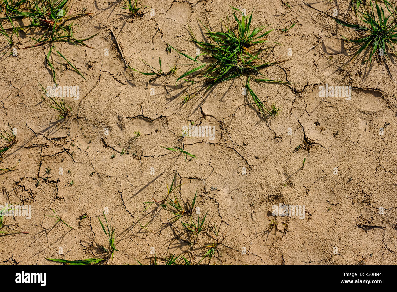 dry land texture with some green plants near water body Stock Photo - Alamy